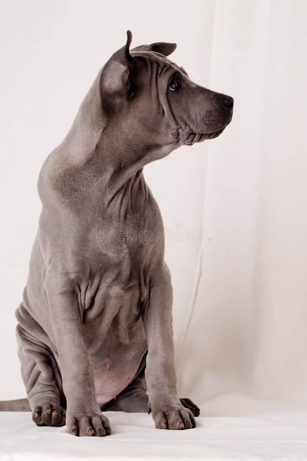 Thai Ridgeback dog stock photo. Image of ridgeback, dogs - 11833636