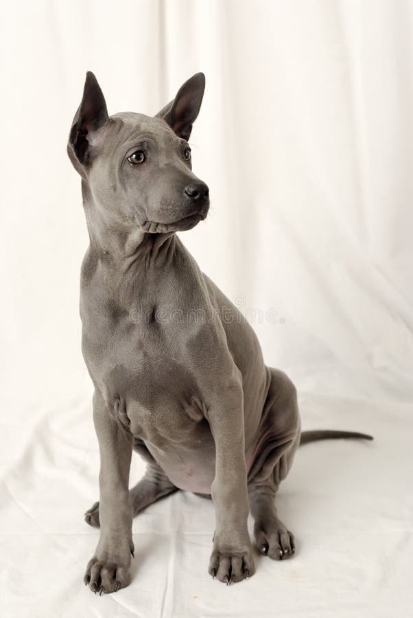 Thai Ridgeback dog stock photo. Image of ridgeback, dogs - 11833636