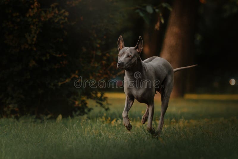 Thai Ridgeback Dog Running Outdoors on Grass Stock Image - Image of ...