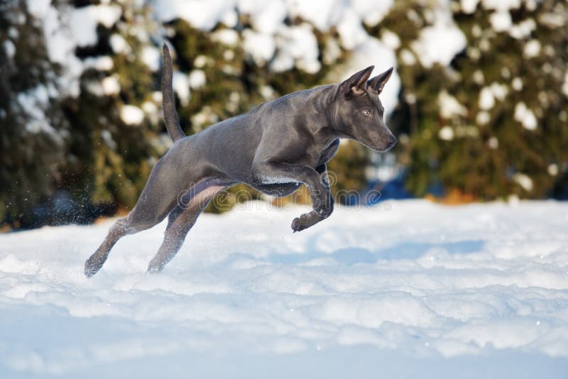 Thai Ridgeback Dog Running Outdoors in Winter Stock Photo - Image of ...
