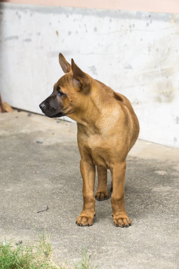 Thai Ridgeback Dog stock image. Image of patting, head - 96880867