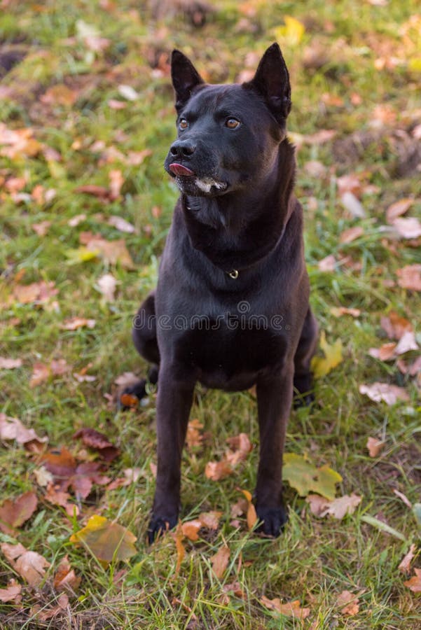 Thai Ridgeback Dog is Sitting. Tongue Out. Stock Image - Image of ...
