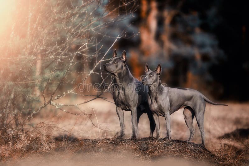 Thai Ridgeback Dog in Smoke Summer Forest Stock Image - Image of ...