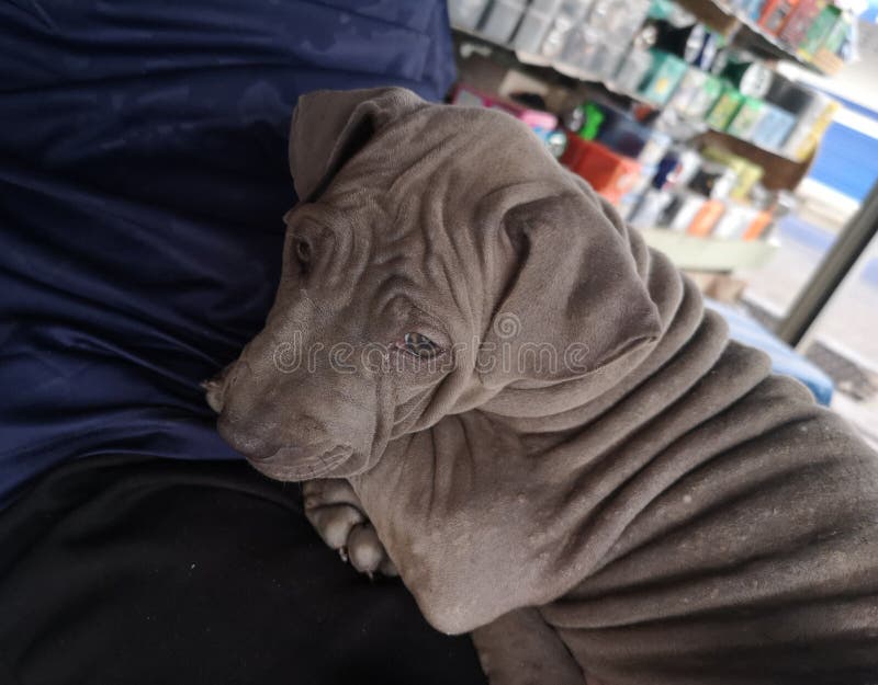Pupy Thai Ridgeback Portrait. Stock Photo - Image of cute, mammal ...