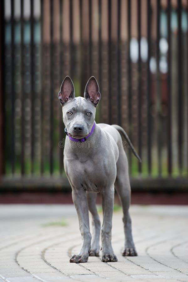 Blue Thai Ridgeback Puppy