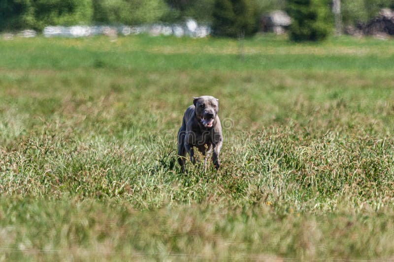 Thai Ridgeback Running Full Speed at Lure Coursing Sport Competition ...