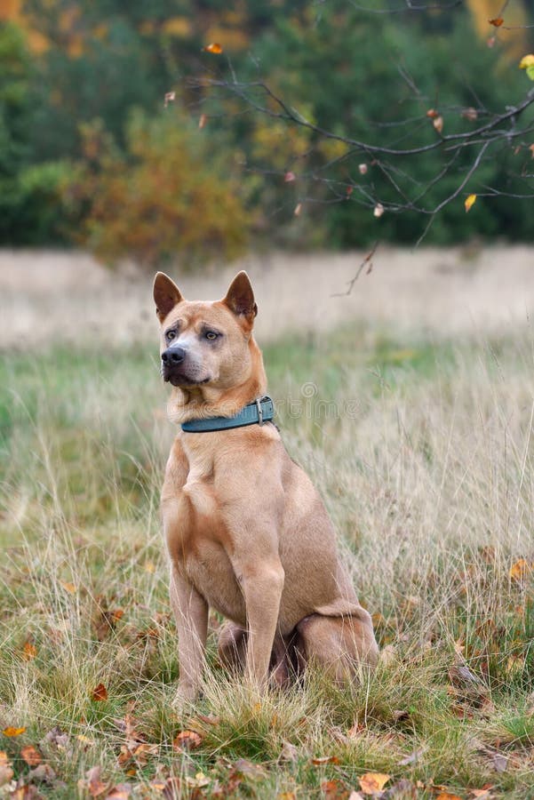 The Thai Ridgeback stock photo. Image of purebred, animal - 104390736