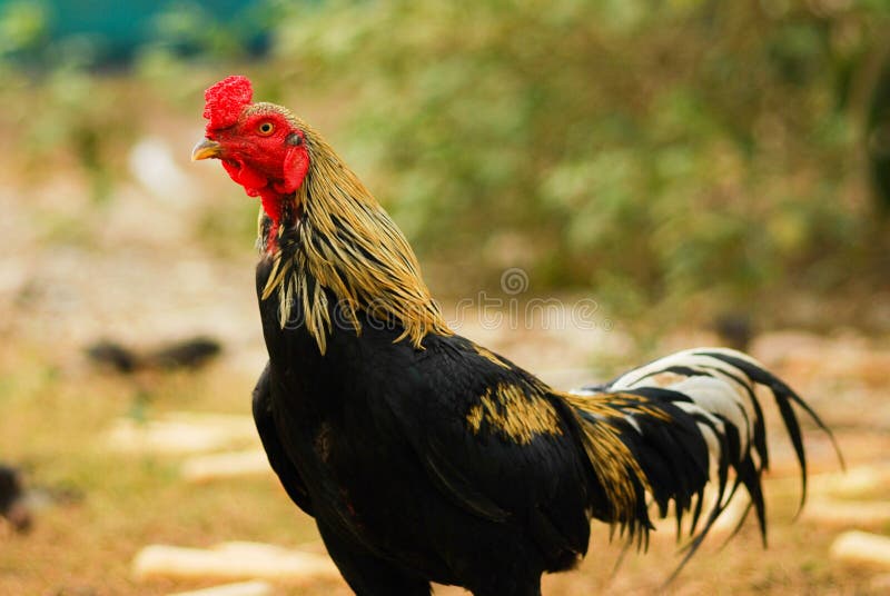 Thai Rooster stock photo. Image of foul, cockrel, farm - 44302308