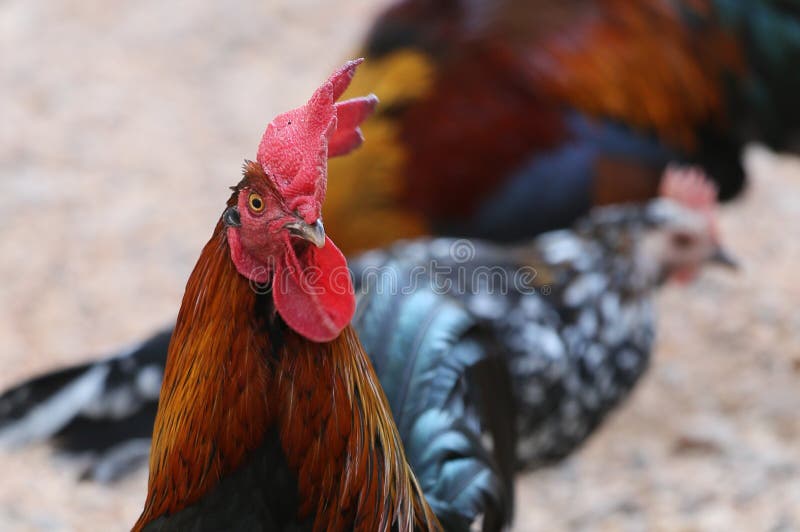 Thai roosters stock photo. Image of animal, thai, chicken - 46175048