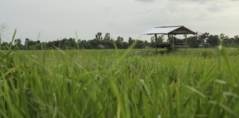 Thai rural farmhouse stock photo. Image of farmer, peaceful - 226969956