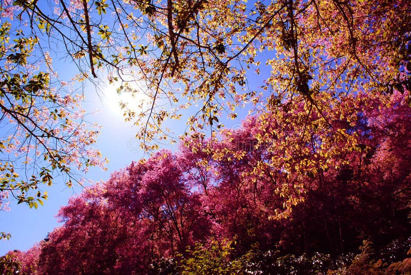 Thai sakura stock photo. Image of flower, petal, pollen - 42122900