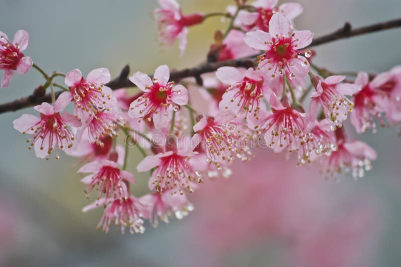 Thai sakura stock photo. Image of drop, vegan, nature - 31720792