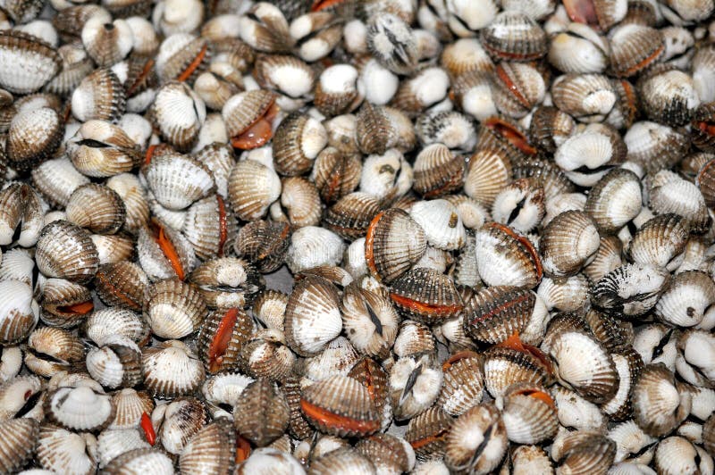 Shells Blood Cockle stock photo. Image of mollusc, saltwater - 45217442