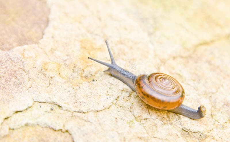 Thai Snail on Background of Stone Wall Texture, Grunge Stock Image ...