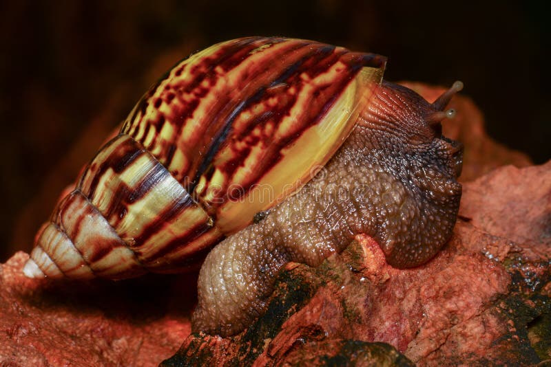 Thai Snail on Background of Stone Wall Texture, Grunge Stock Image ...