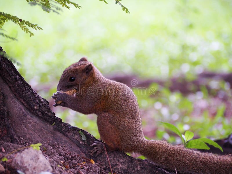 The Squirrel are Eating Nut. Stock Image - Image of rock, small: 100555195