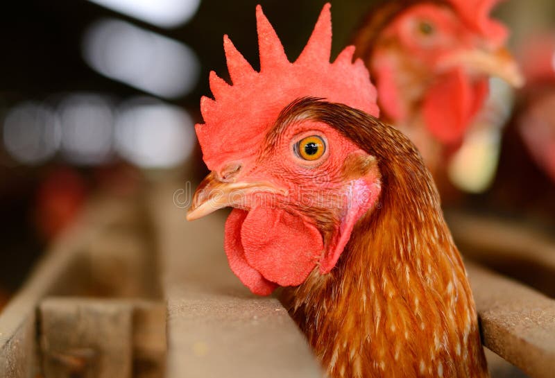 Thai Stlye Commercial Layer Farm Stock Image - Image of layer ...