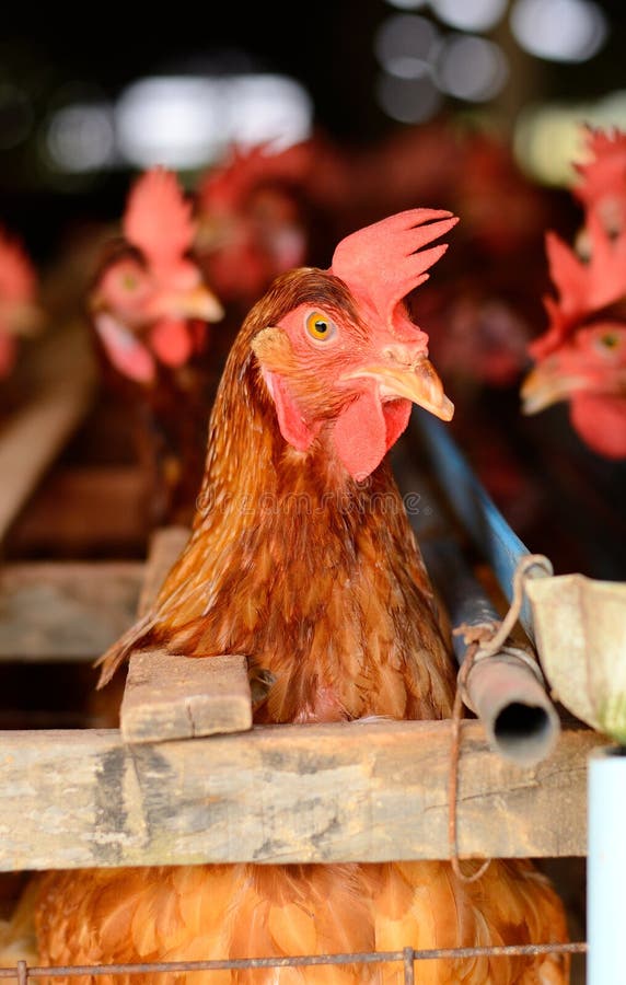 Layer Farm Housing, Egg Hatchery or Chicken Eggs Stock Photo - Image of ...