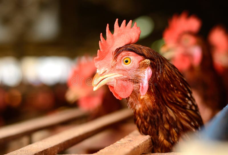 Layer Farm Housing, Egg Hatchery or Chicken Eggs Stock Photo - Image of ...