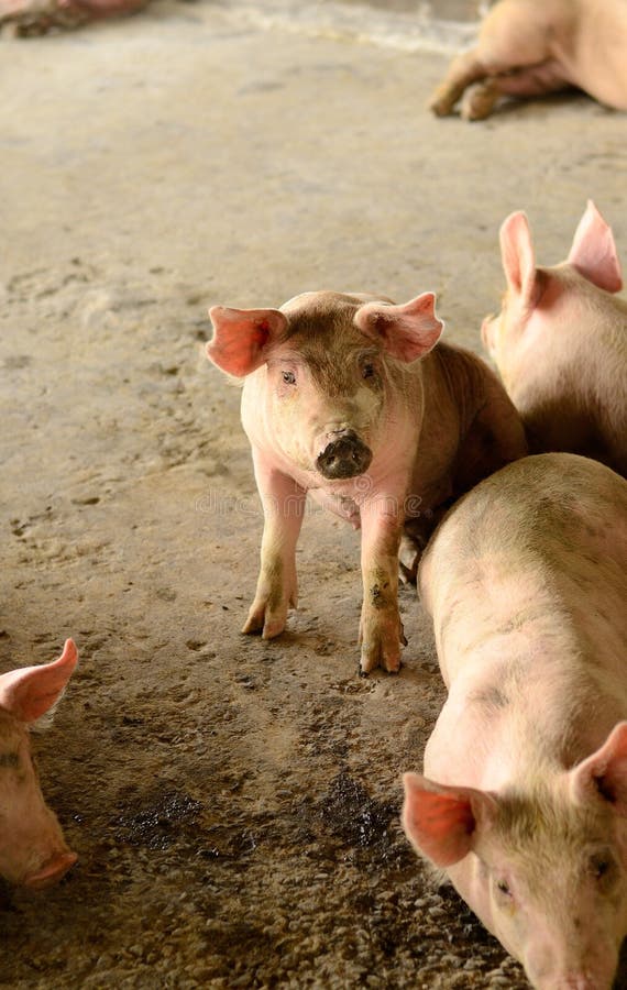 Thai Stlye Commercial Pig Farm Stock Photo - Image of swine, animal ...
