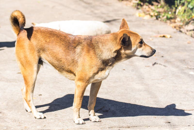 Thai stray dog stock image. Image of pedigreed, cute - 50840895