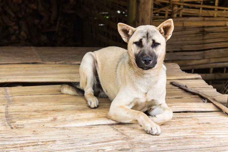 Thai Stray dog on cottage stock photo. Image of pets - 42751530