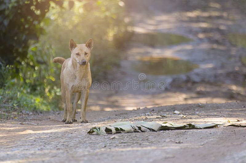Thai Stray Dog at Countryside Stock Image - Image of thailand, street ...