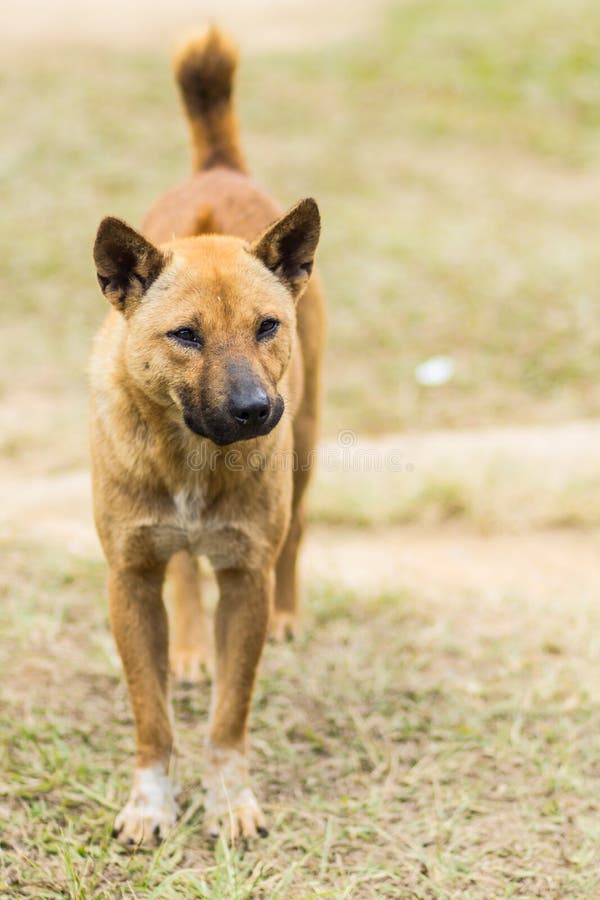 Thai Stray Dog in Dry Grass Stock Photo - Image of brown, resting: 81057864