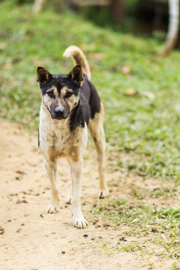 Thai stray dog in grass stock photo. Image of itchy, domestic - 78711140