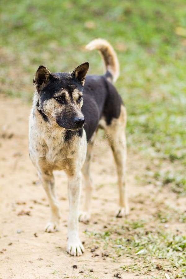 Thai stray dog in grass stock image. Image of domestic - 79603009