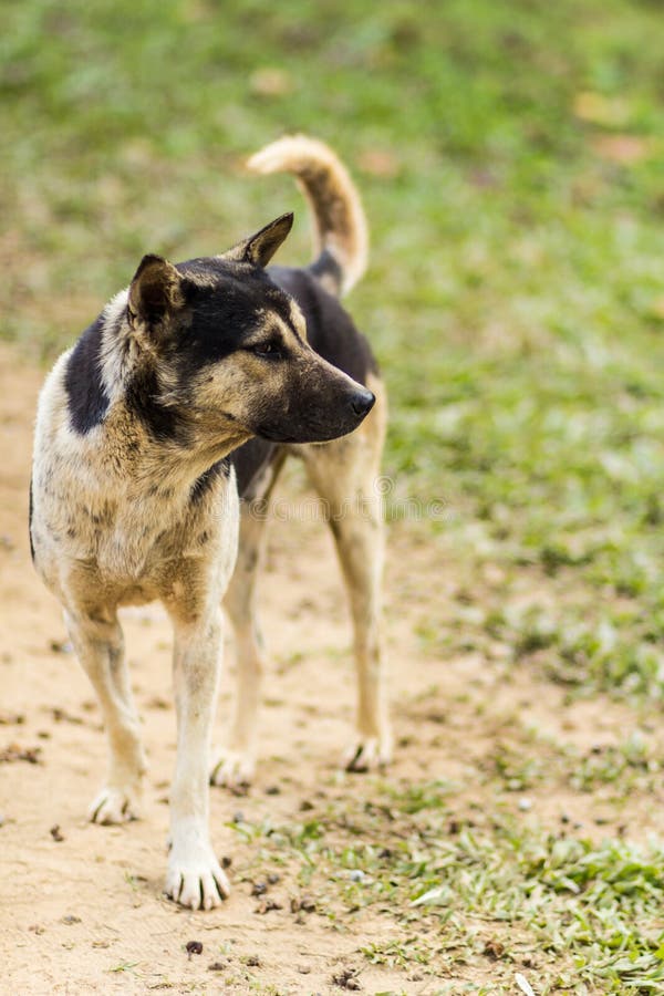 Thai stray dog in grass stock image. Image of face, furry - 80298113
