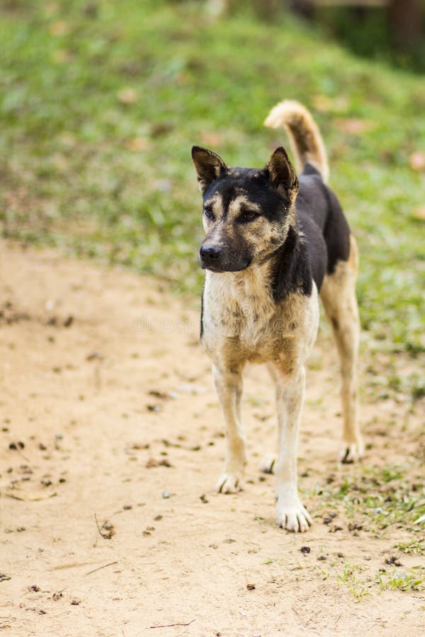 Thai stray dog stock image. Image of field, green, canine - 78592189
