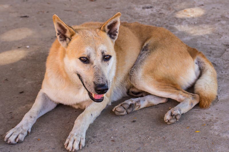 Thai Stray dog on cottage stock photo. Image of ornate - 42751530