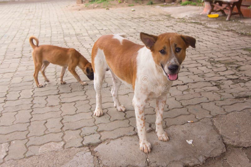 Thai Stray Dog with Siribhum Waterfall in Doi Inthanon National Park ...