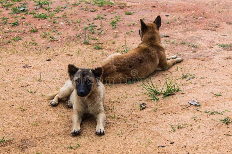 Thai Stray Dog with Siribhum Waterfall in Doi Inthanon National Park ...