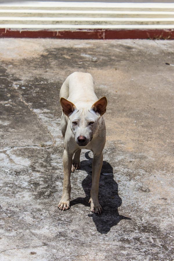Thai stray dog stock photo. Image of dirty, obedient - 48489032