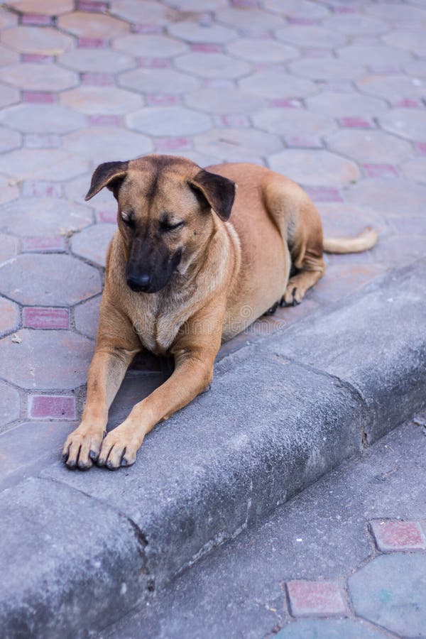 Thai Stray Dog with Siribhum Waterfall in Doi Inthanon National Park ...