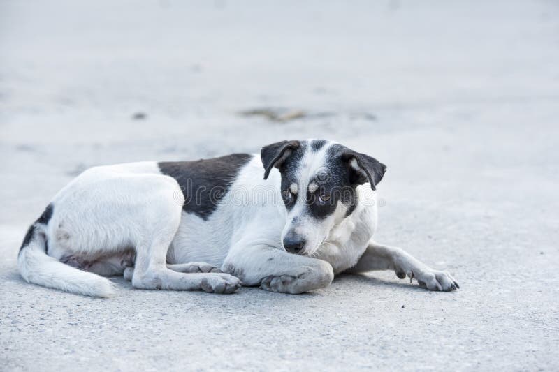 Thai Stray dog on the road stock image. Image of lonely - 106943241