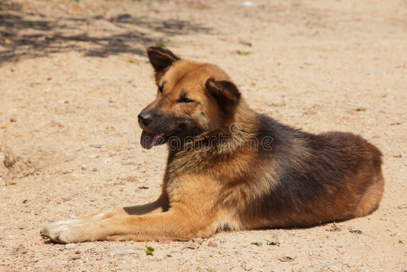 Thai Stray Dog with Siribhum Waterfall in Doi Inthanon National Park ...