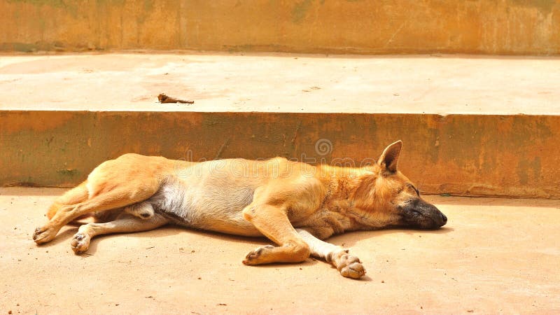 Thai Stray Dog with Siribhum Waterfall in Doi Inthanon National Park ...