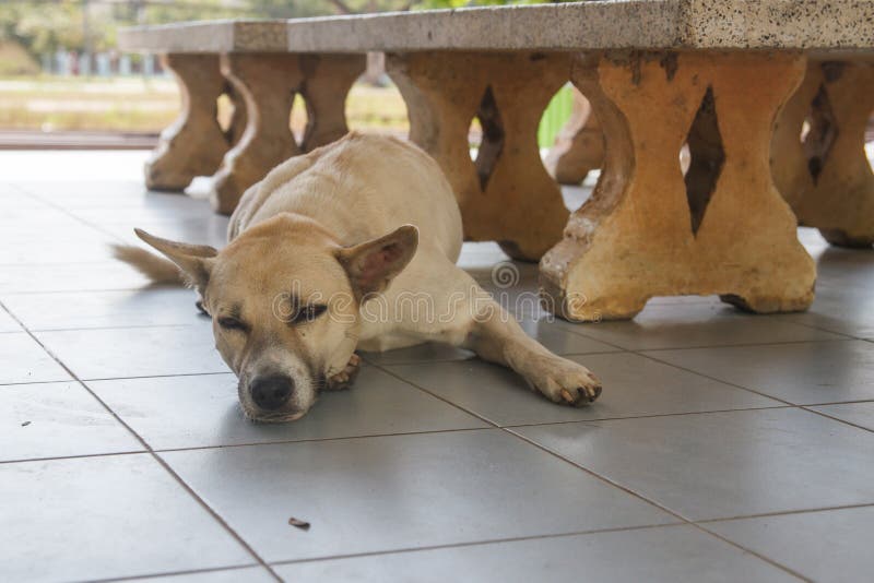 Thai stray dog sleeping stock photo. Image of head, animal - 82651112