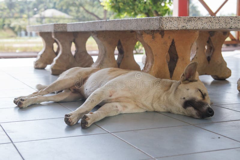 Thai stray dog sleeping stock image. Image of obedient - 82663443