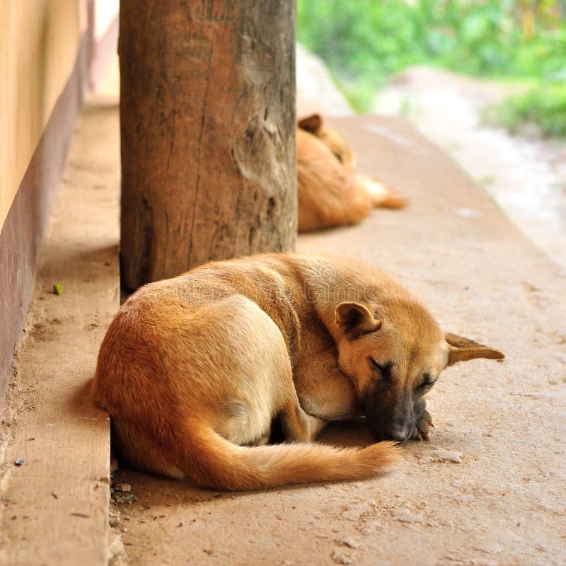 Thai stray dog sleeping stock photo. Image of abandoned - 78608114