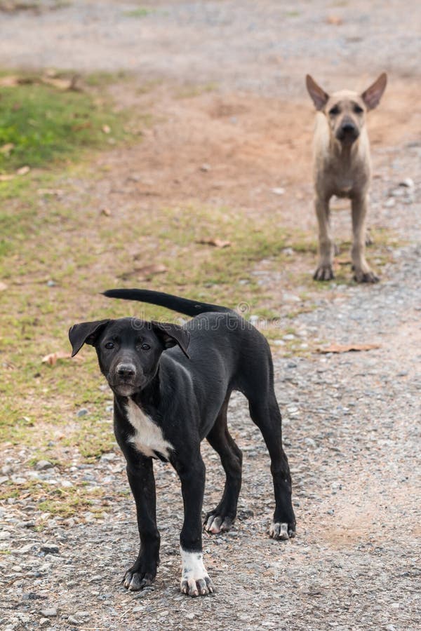 Thai Stray Dog with Siribhum Waterfall in Doi Inthanon National Park ...