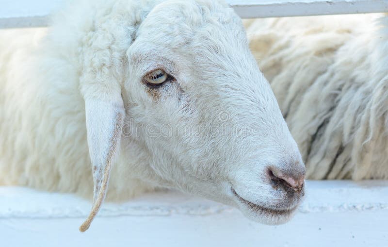 Thai native sheep stock photo. Image of eyes, thailand - 113962138