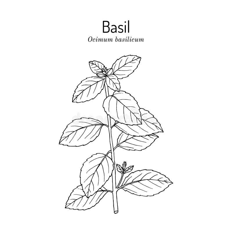 Sweet Basil Drawing