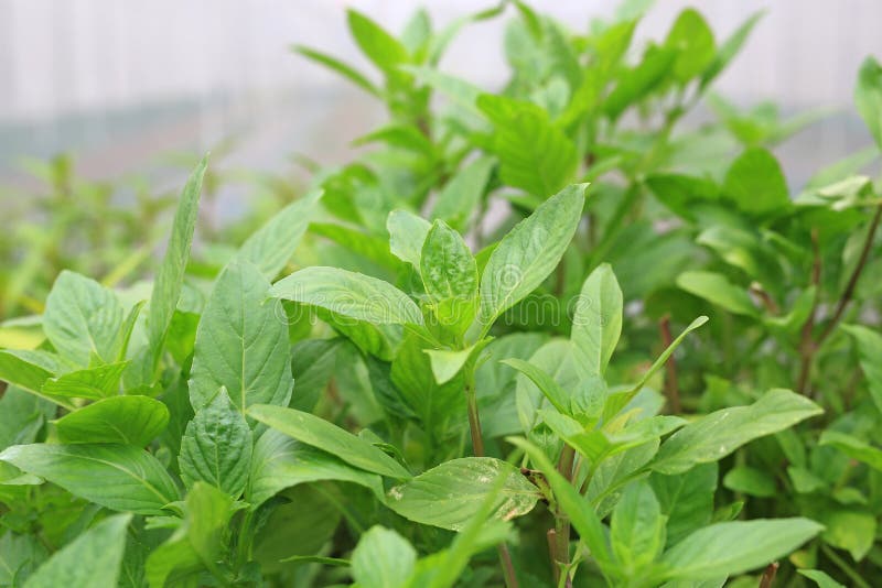 Thai Sweet Green Basil Tree in Plantation Stock Photo - Image of ...