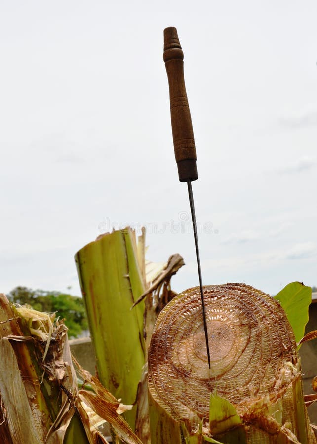 Thai Sword Stab on Banana Tree Stump after Cut in Garden Stock Image ...