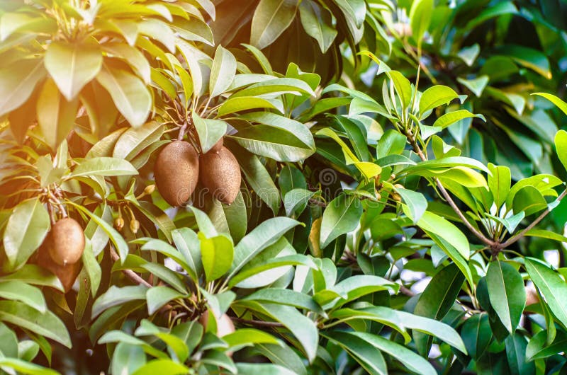 Thai tender fruit stock photo. Image of design, brown - 142382532