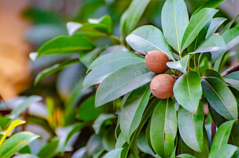 Thai tender fruit stock photo. Image of outdoor, health - 142382598